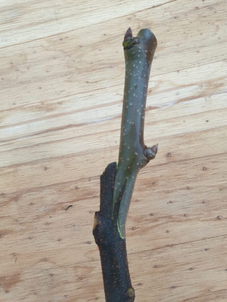 Tout savoir sur le greffage des arbres fruitiers. – Jardin de la Picterie